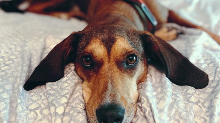 Fundraiser for Darlene Azarmi by Crystal Grantham : Help Save Harley ...