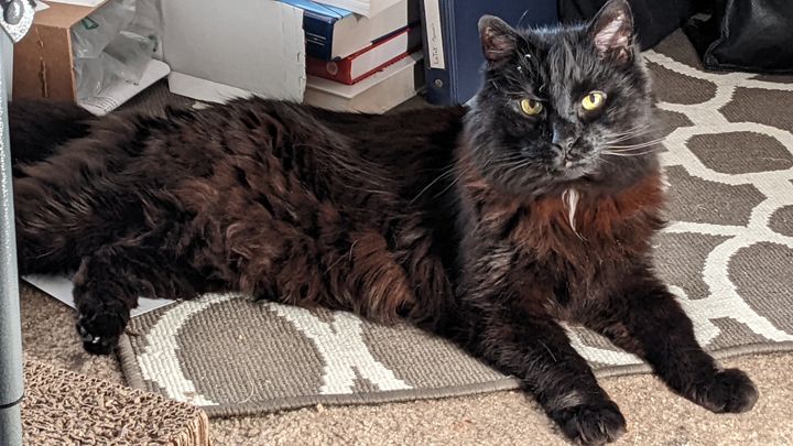 Fundraiser by Emory Colvin : Shadow's Final Vet Bills