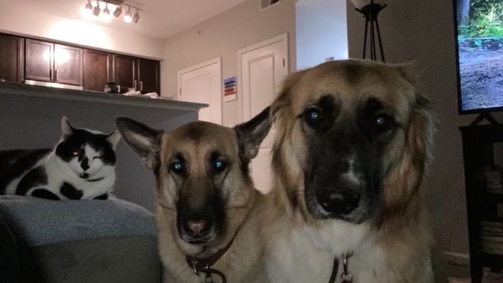 Fundraiser for Erin Austin by Rian Austin : Helping Erin with Rambo and ...