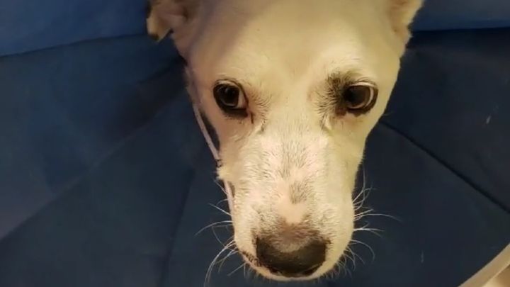 Fundraiser for Maylor Moze by Drew Koze : Donate to Save Pippa and ...