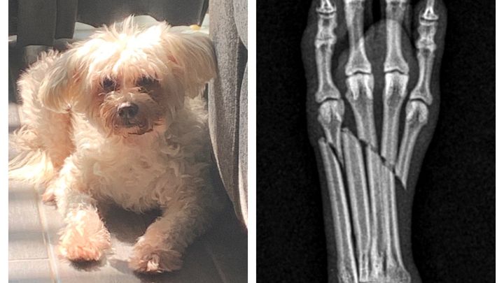 Fundraiser by Cynthia Maes : Fluffy’s Fracture Repair Surgery
