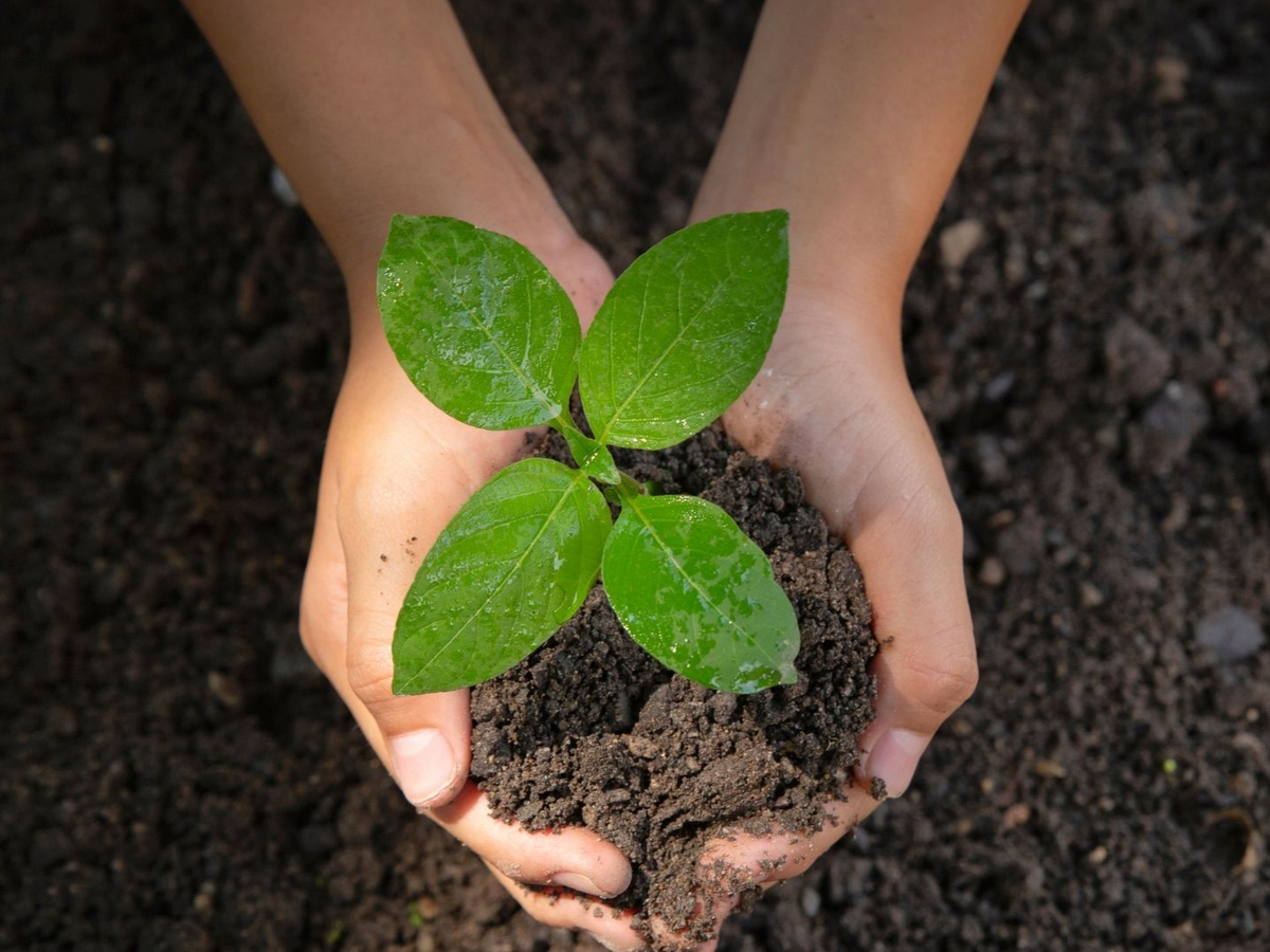 Fundraiser by Zoi Amara Rose : 40 Years • 4,000 Trees • Peru