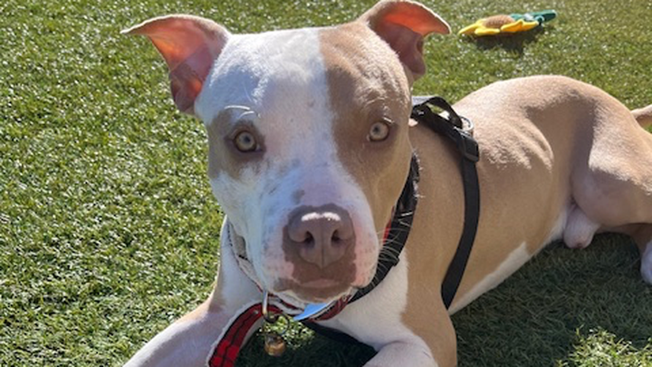 Fundraiser by Crazy pit bull lady Rescue : Support Crazy Pit Bull Lady ...