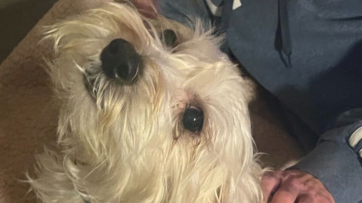 Fundraiser by Christian Fenimore : Help my dog simba get spinal surgery ...