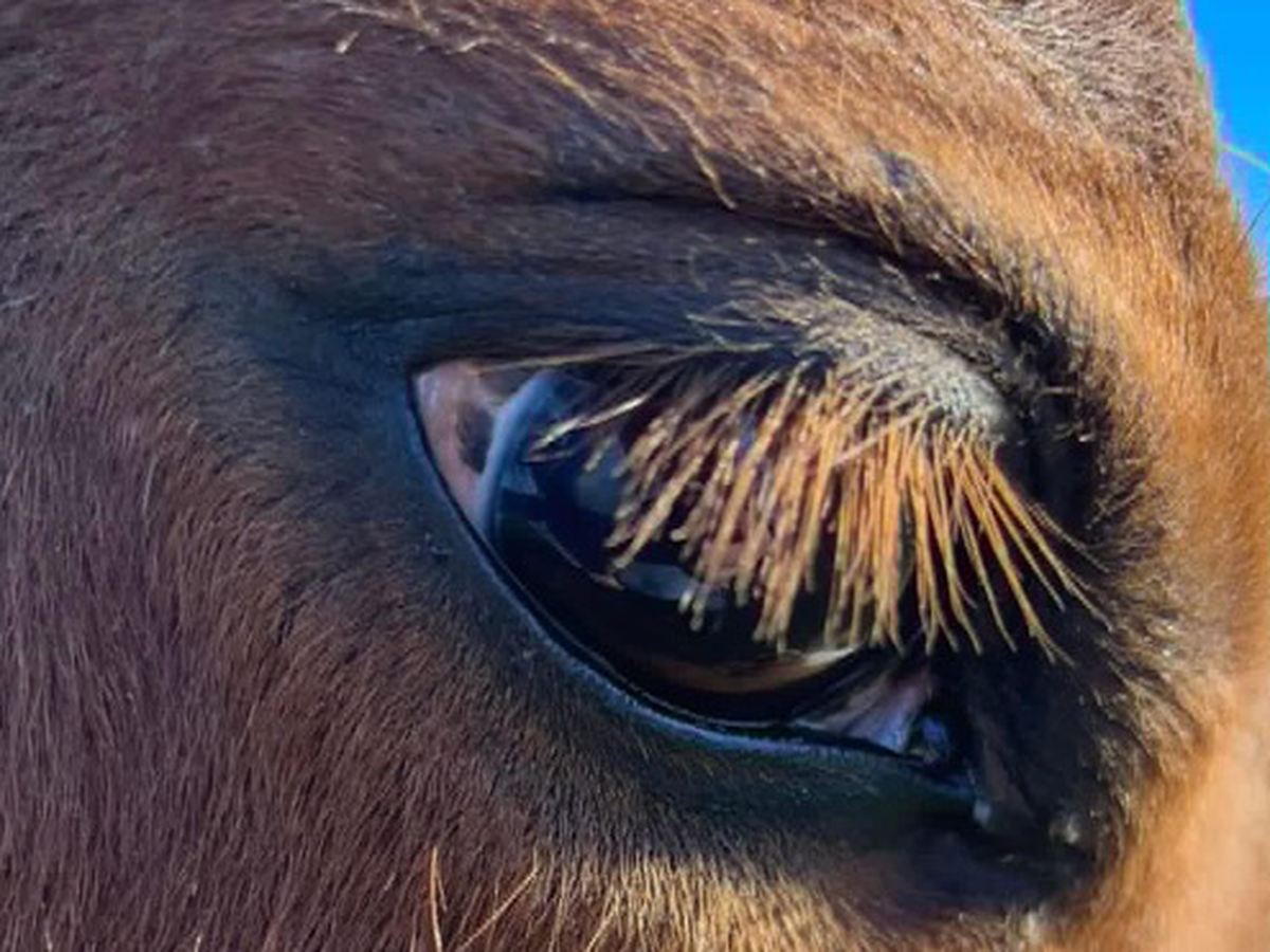 Fundraiser by Tessa Dahlberg : Support Elderly Horses at Lacamas Valley ...