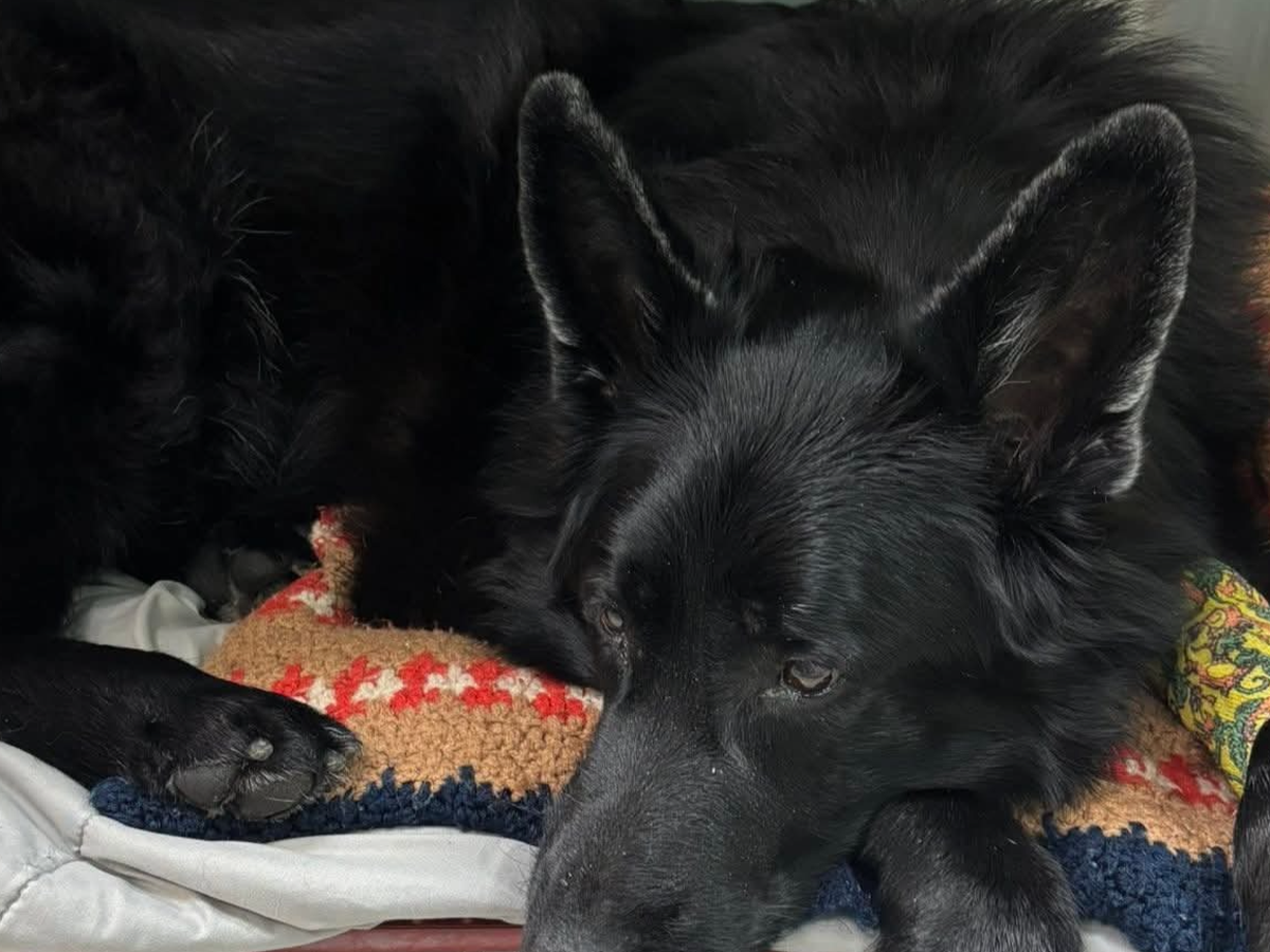 Fundraiser for Julie Hogan by Kyle Gora : Support for Sinatra's Vet Bills