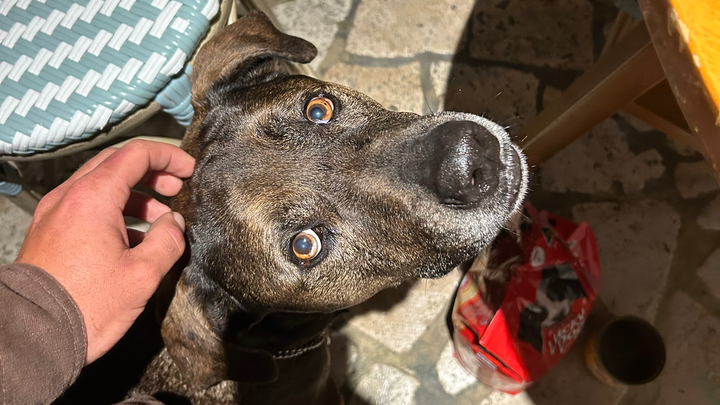 Fundraiser by Jarvis Hopper : Cruciate ligament surgery