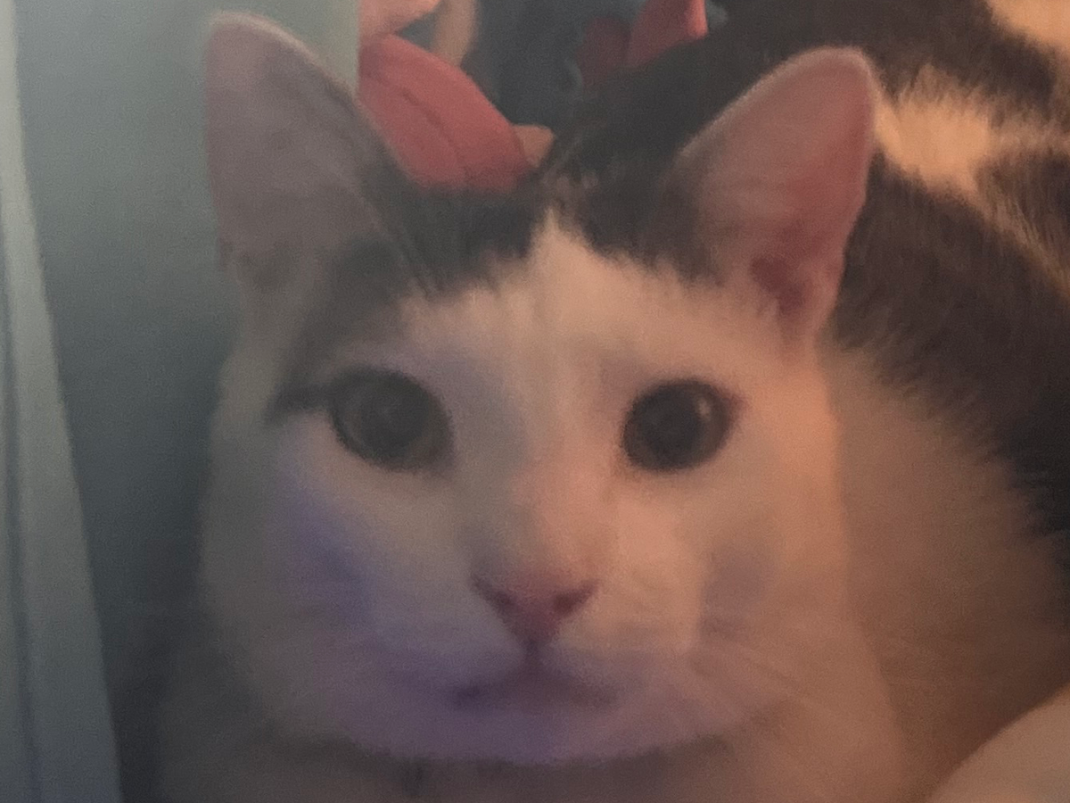 Fundraiser by Adrianna F : Help Adrianna and Loki Find a Safe Home