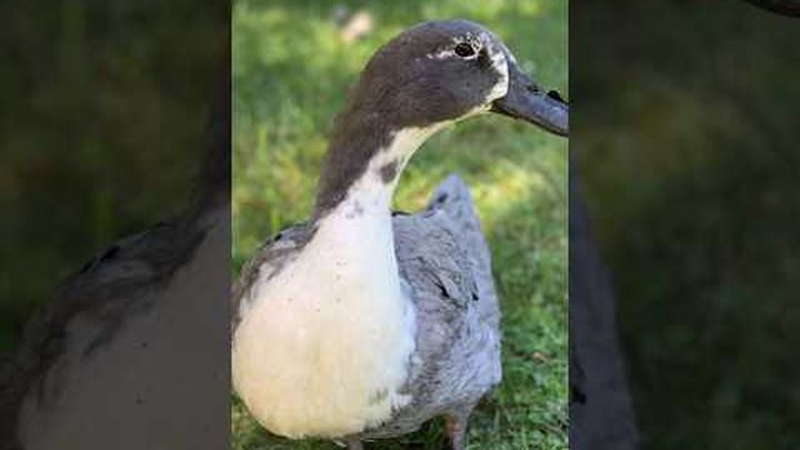 Fundraiser by Rebecca Oliphant : Support Captain Quackers' Urgent Surgery