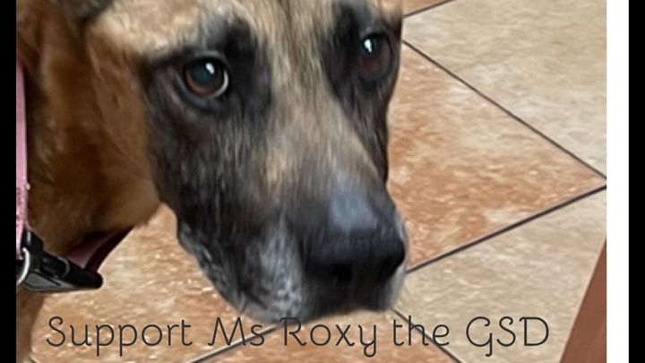Fundraiser by Kabria Cook : Support Ms Roxy the GSD