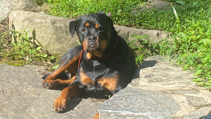 Fundraiser for Allison Bolmer by Sarah Stark : Support Bailey's TPLO ...