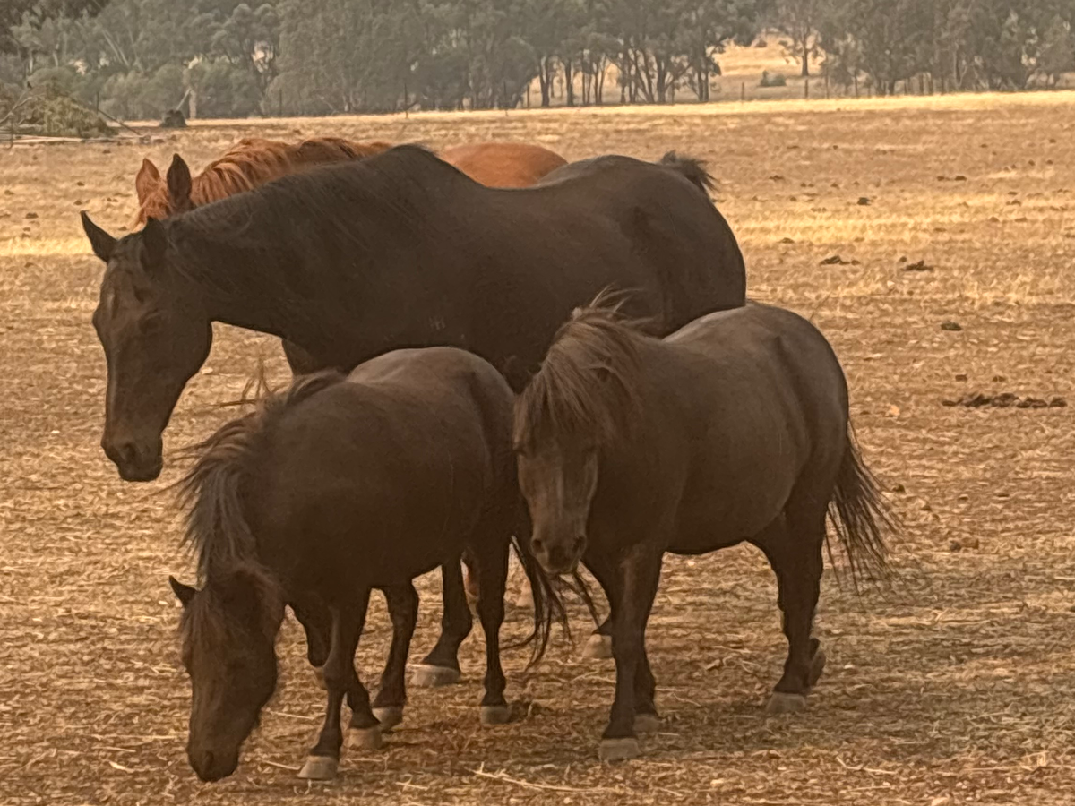 Fundraiser by Angelika Wasch : Emergency Drought and care relief for ...