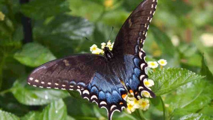 Fundraiser by Ariana Feiner : Hypopara Awareness Day Fundraiser