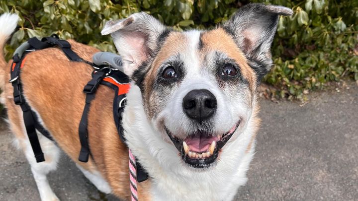 Fundraiser by Danielle Daoust : Support Miley's Golden Years: CT Scan ...