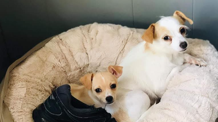 Fundraiser by Billy Baber : Help Titi's Emergency Surgery Costs