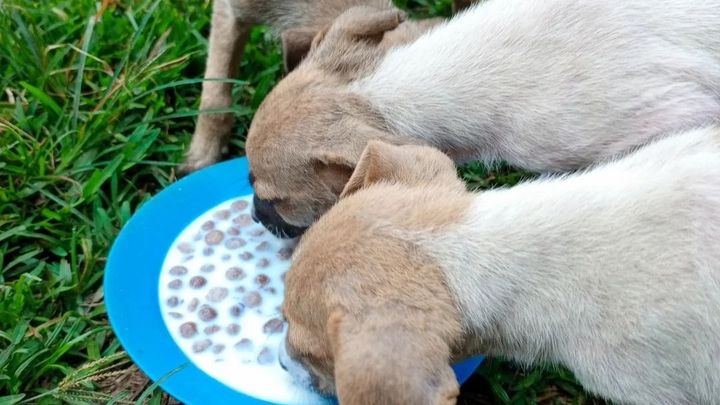 Fundraiser by Kyrstin Wheeler : Help keep hungry dogs and kids under a roof