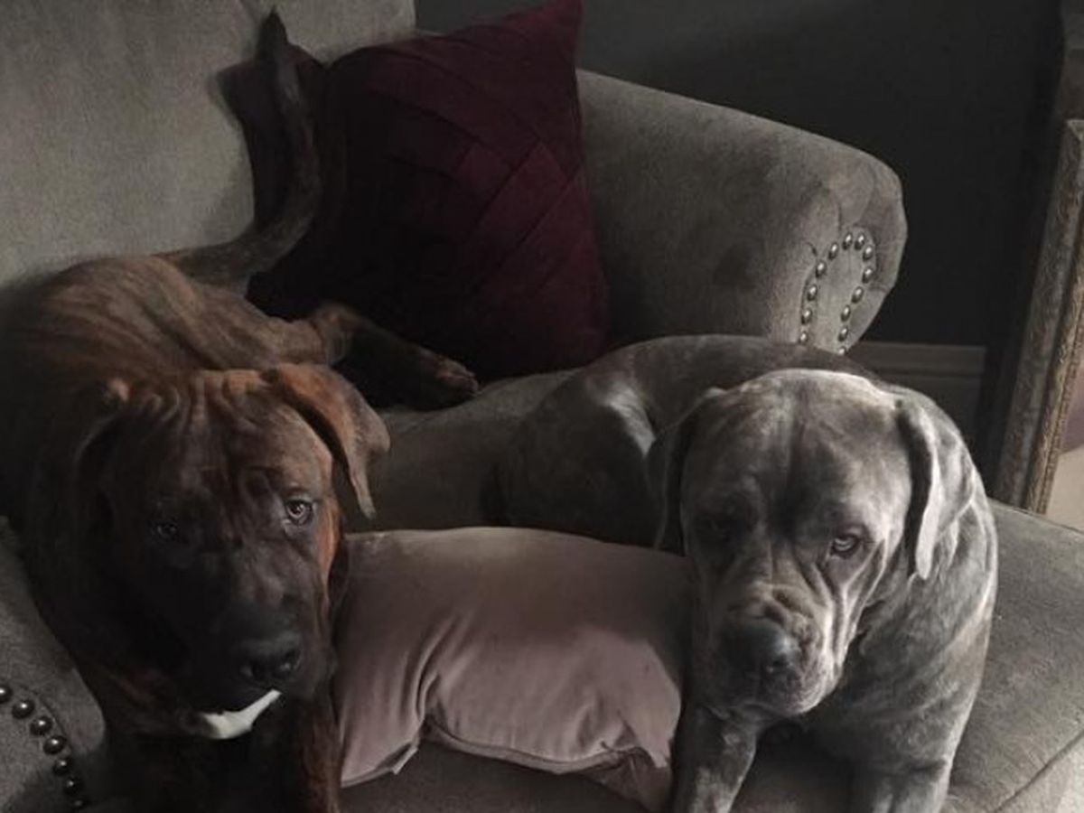 Fundraiser for kara zrenner by Austin, Jamie, Wyatt, and Brielle ...