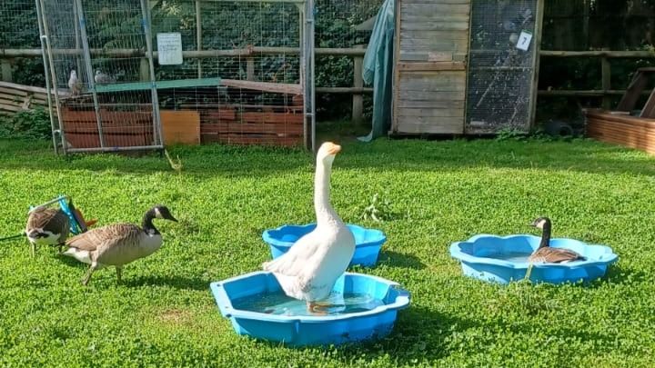 Fundraiser by Maggie Wyatt : Boris the goose would like a quick word