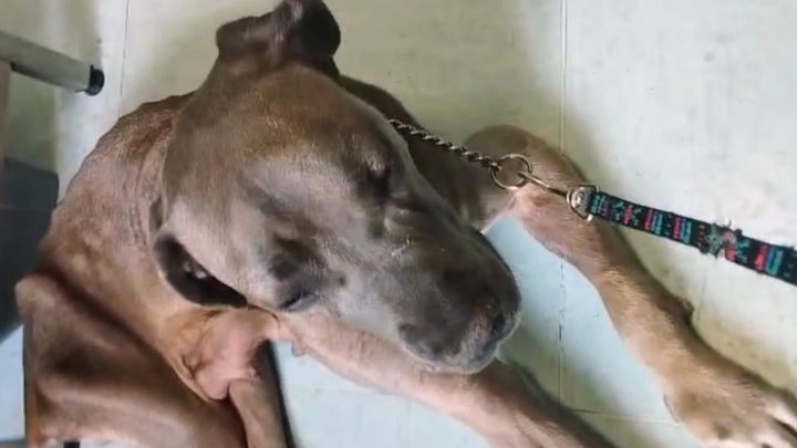 Fundraiser by Rosalia Anzalone : AIUTATEMI A NON FAR MORIRE ARTEMIDE ...