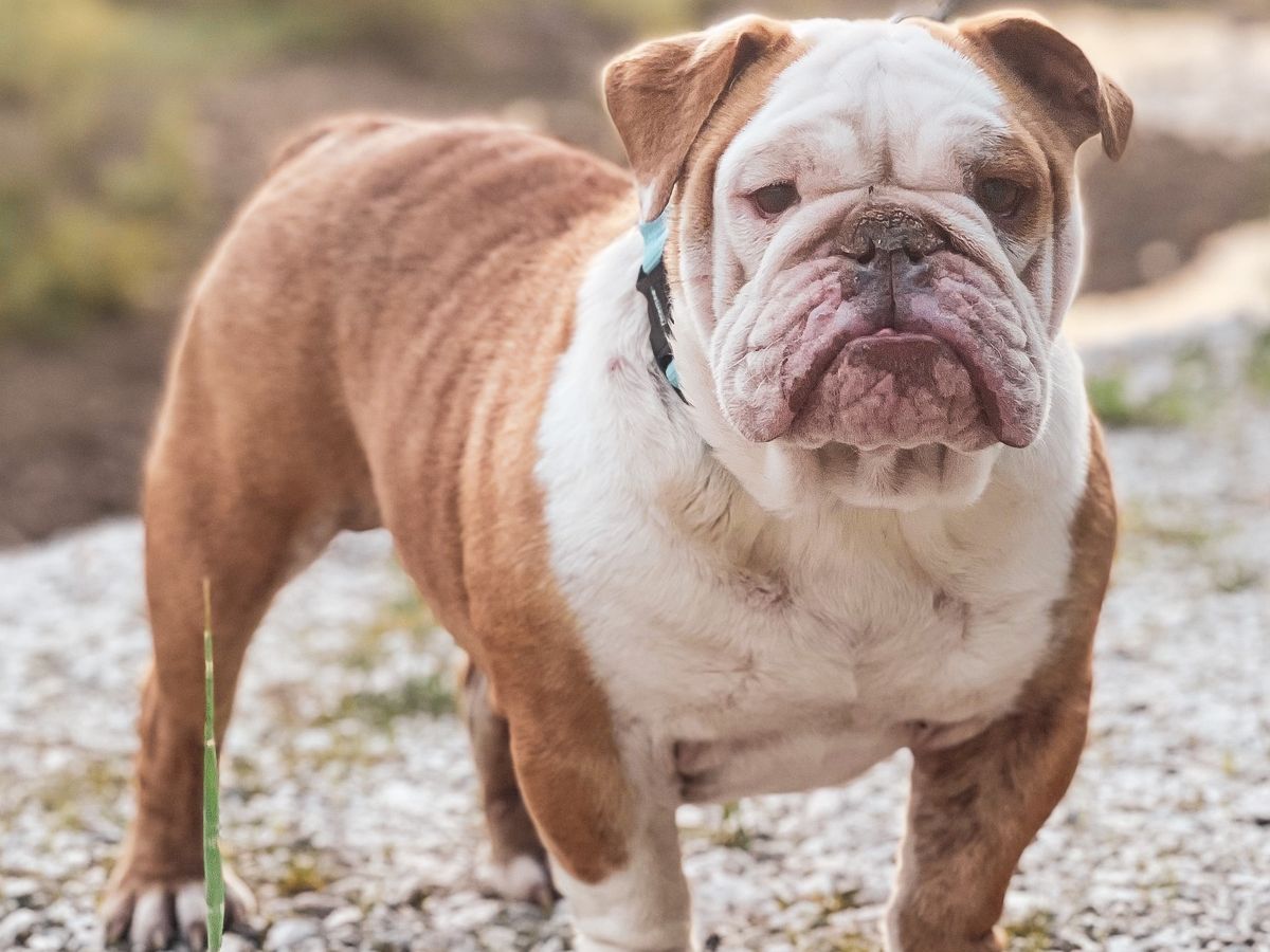 Fundraiser by Kennedy Brice Rachel Petray : Saving Ferdinand The Bulldog