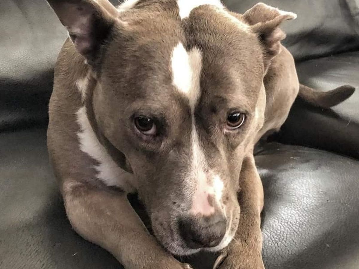 Fundraiser by Holly Golembiewski : Help for sweet Kuma girl