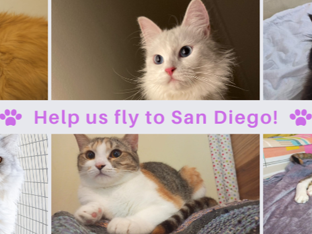 Fundraiser by Jisun Kwak : 8 Rescue cats from Bahrain need your help to ...