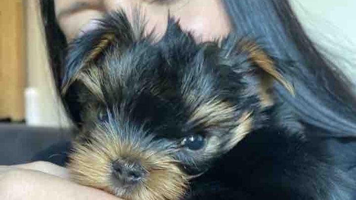 Fundraiser by Sarah Worrall : Tiny terrier needs urgent heart surgery