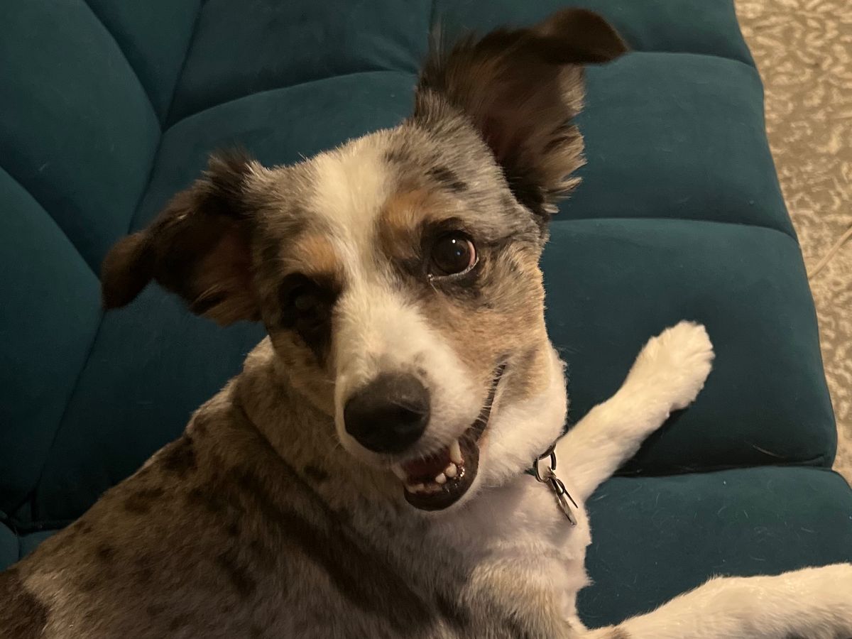 Fundraiser by Marla Funez : Support MJ's Life-Saving Surgery