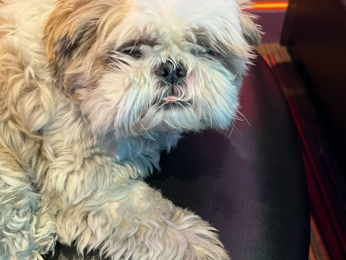 Fundraiser by Chester Yount : Support Gopher's Battle Against Tumors