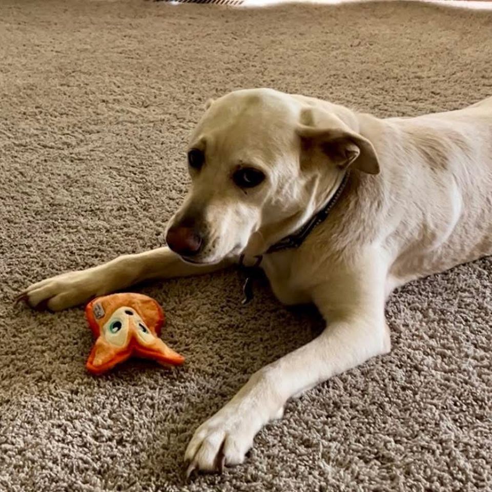 Fundraiser for Candice Bayjenness by Amber McCarty : Support Otis's ...