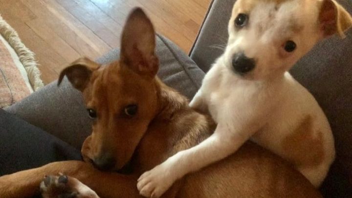 Fundraiser for Colleen Frawley by Aileen Quilty : Help Take Care of Tabitha