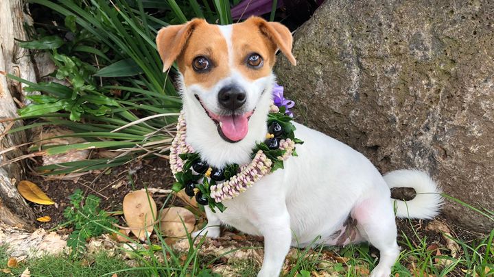 Fundraiser for Joy Kimura by Kristin Rhein : Medical Emergency Vet Bill