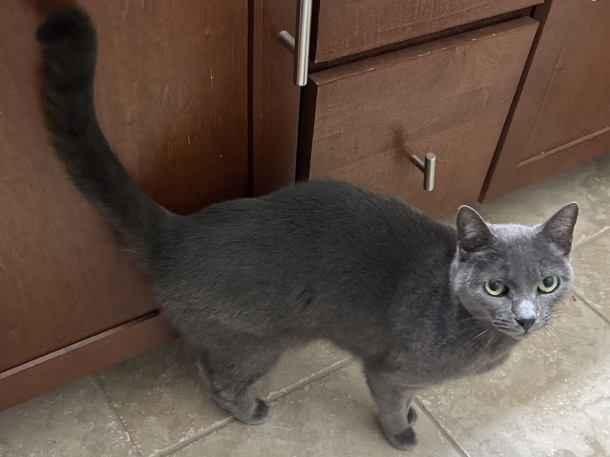 Fundraiser by Tom England : Help Lisa Recover & Find a Loving Home