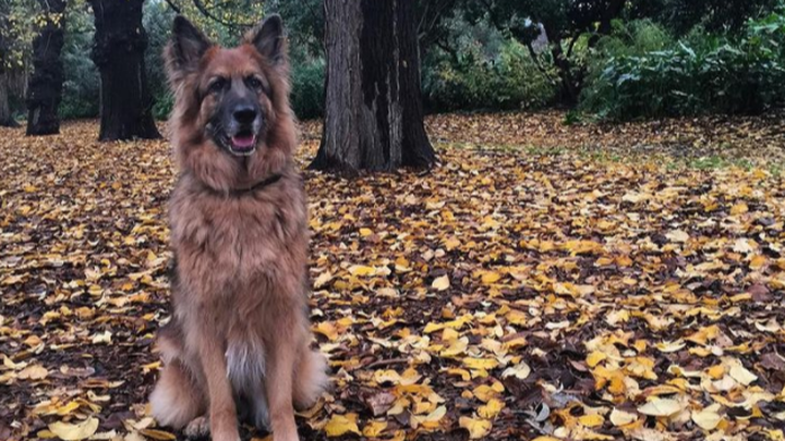 Fundraiser for Rachel Maksimovic by Simone Tobin : Help Rach raise ...