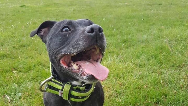 Fundraiser by Rebecca Bates : Please help save Millie