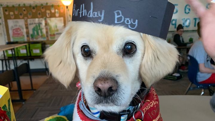 Fundraiser by Diana Wearing : Therapy dog….Moe’s Surgical & Recovery ...