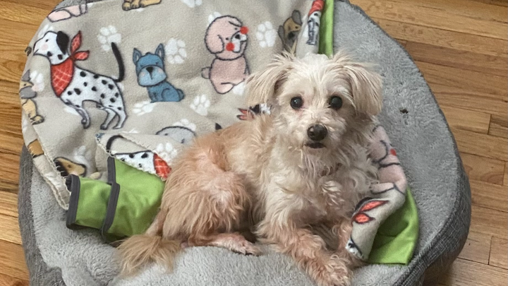 Fundraiser by Tammy Burnett : Support Latte's Journey to Health and ...