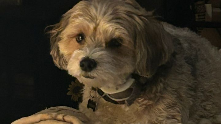 Fundraiser by Christina Rogers : Help Woofie See the World Clearly Again