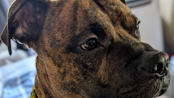 Fundraiser for CJ Washington Jr by MC Aston : Save Peanut's Leg: Urgent ...