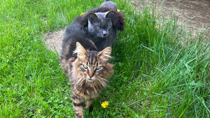 Fundraiser by Jennifer Simpson : Sage's Sanctuary: Maple and Blueberry ...