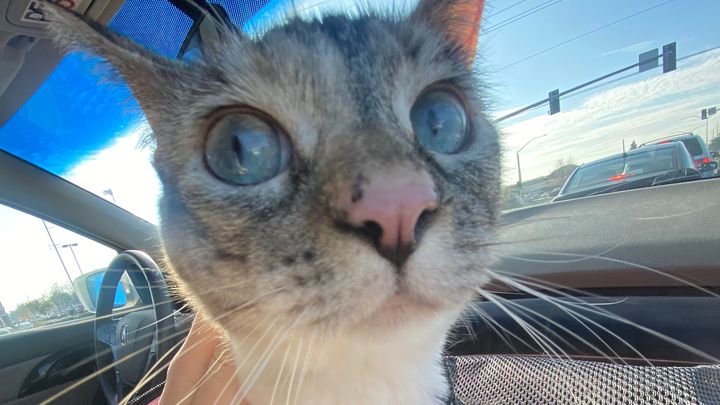 Fundraiser by Zoe Sastre : CAT VET BILLS