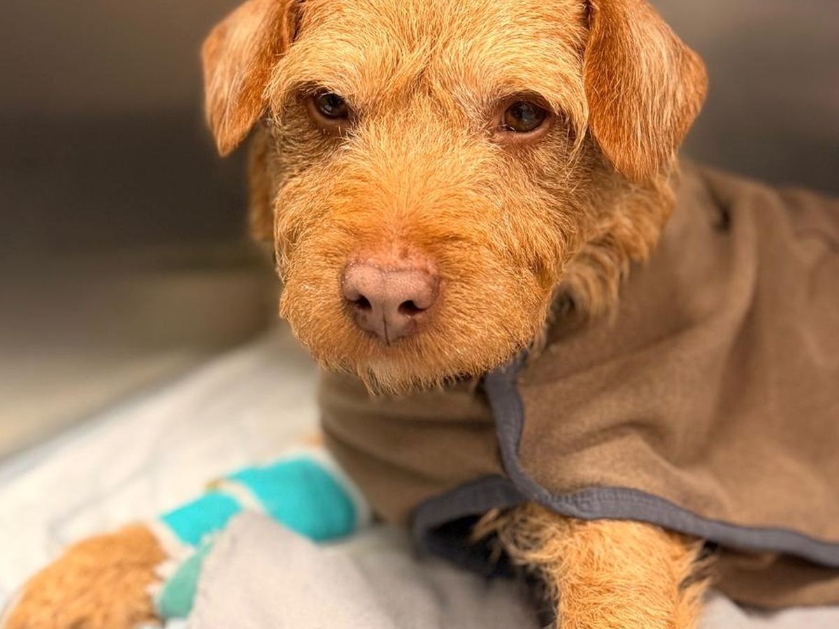 Fundraiser by Paula Colman : Little loki