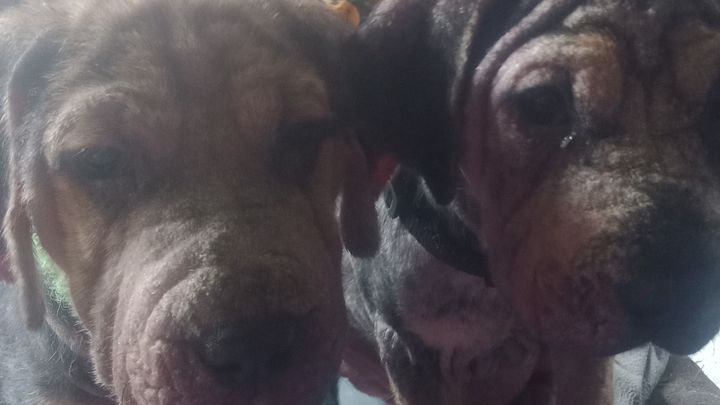 Fundraiser by Leese Ford : Healthy Animals