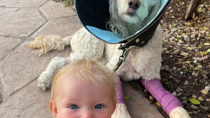 Fundraiser for Allison Curtin by Emily Curtin : Waffles’s Surgery Fund