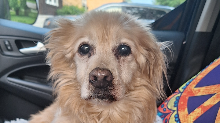 Fundraiser by Dana Godwin : Support Shay's Final Moments with Love