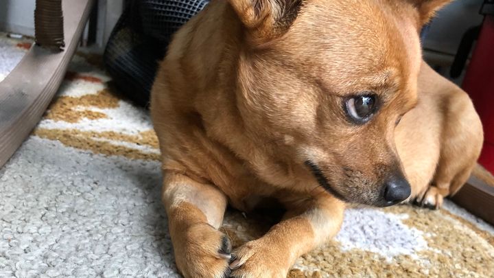 Fundraiser by Christina Hendrix : Gingemonster ️