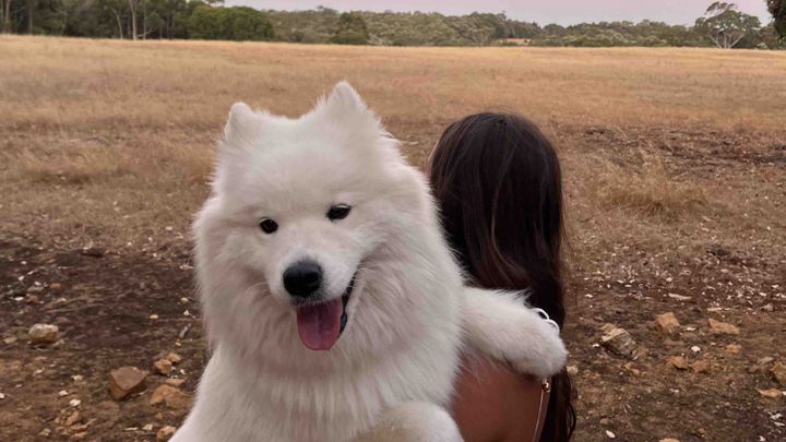 Fundraiser by Georgia Jess : Help Misha walk again