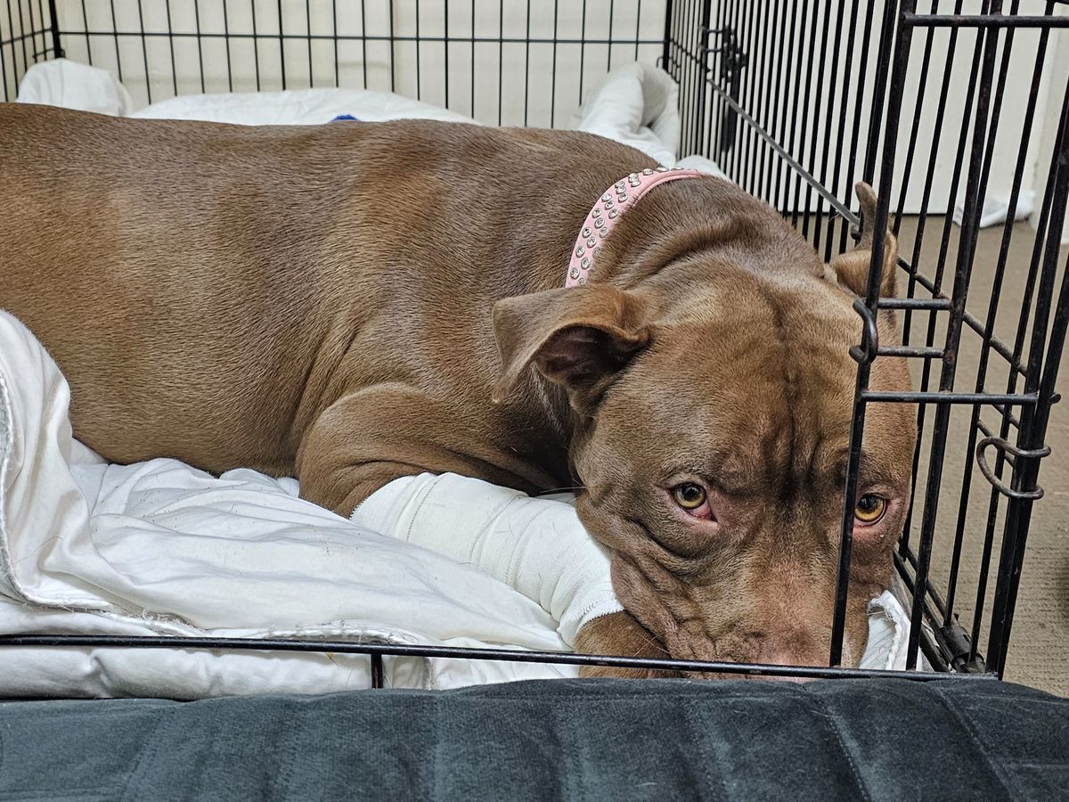 Fundraiser by Evan Osullivan : Save Nalas legs
