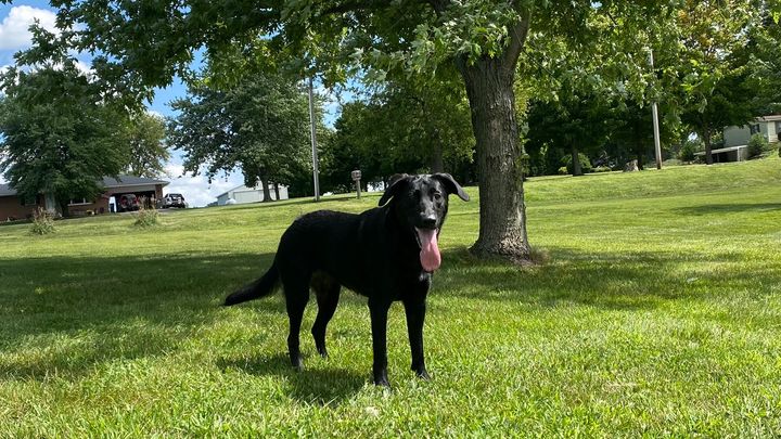 Fundraiser for Kyle Bush by Alyssa Sheehan : To Save Mishas back leg