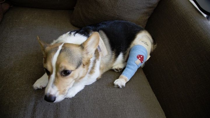 Fundraiser by Dustin Replogle : Cooper's CCL Surgery Fund